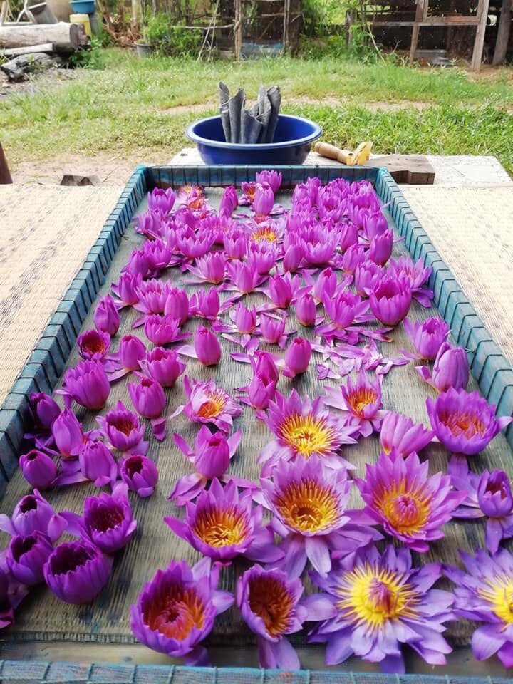 blue lotus nymphaea caerulea, new zealand, blue lotus tea | blue water ...