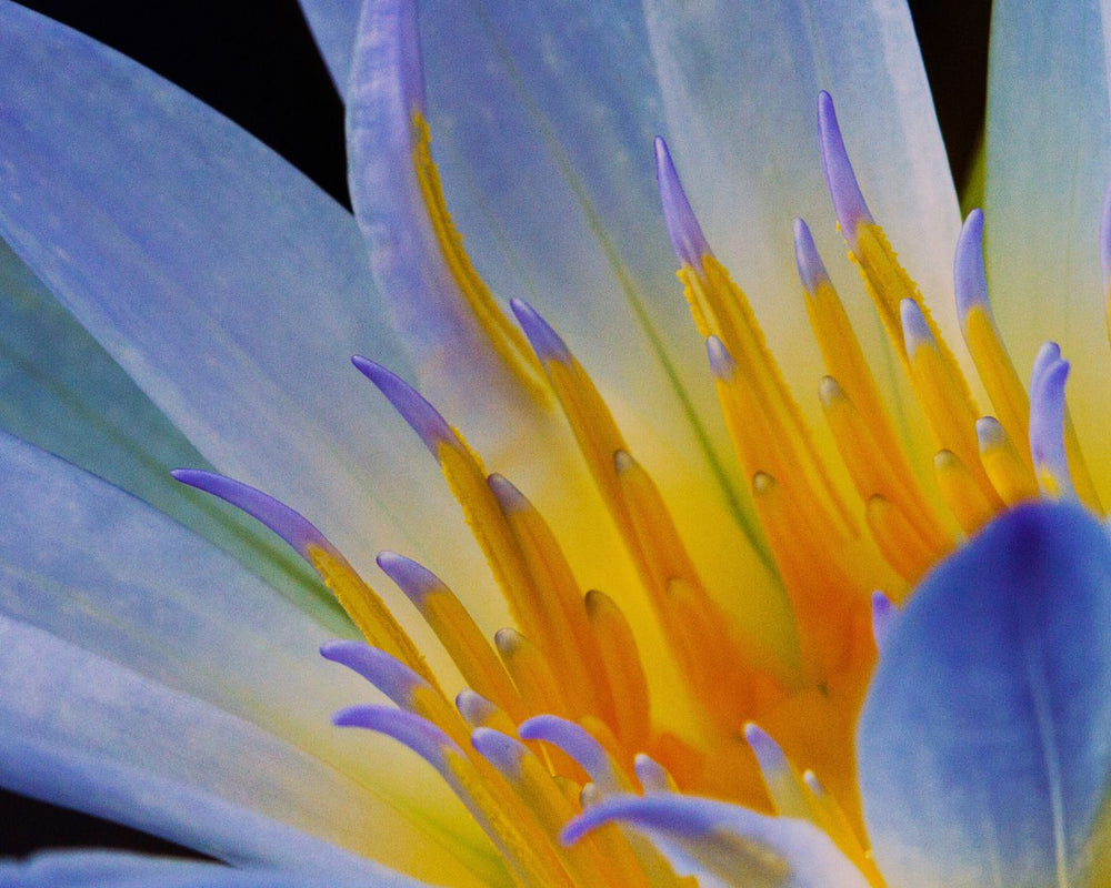 Limitless, Blue Lotus & Lion's Mane | Focus, Clarity, Presence ...